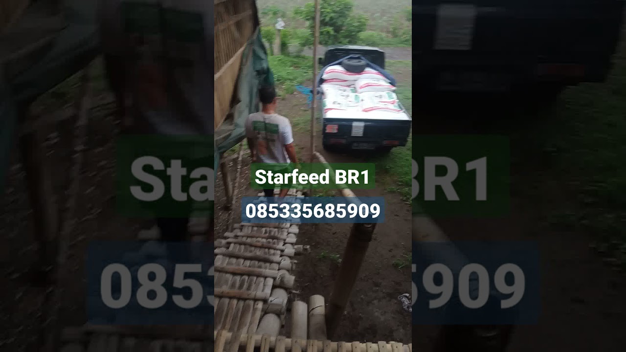 pakan ayam starter BR1 murah berkualitas