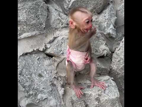 #baby monkey #baby monkeys #baby monkey Attacked #baby monkey crying #new born baby monkey