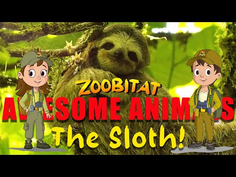 What Makes Sloths Awesome?! | Zoobitat: Awesome Animals | Kids TV | Cartoons for Kids | Learning TV