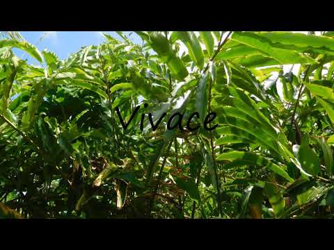 How to Pronounce Vivace?