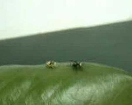 New Scientist video round-up - May 2, 2008