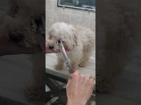 Trimming a dogs face with scissors demonstration, Malti-Poo, Maltese/Poodle, dog grooming from home