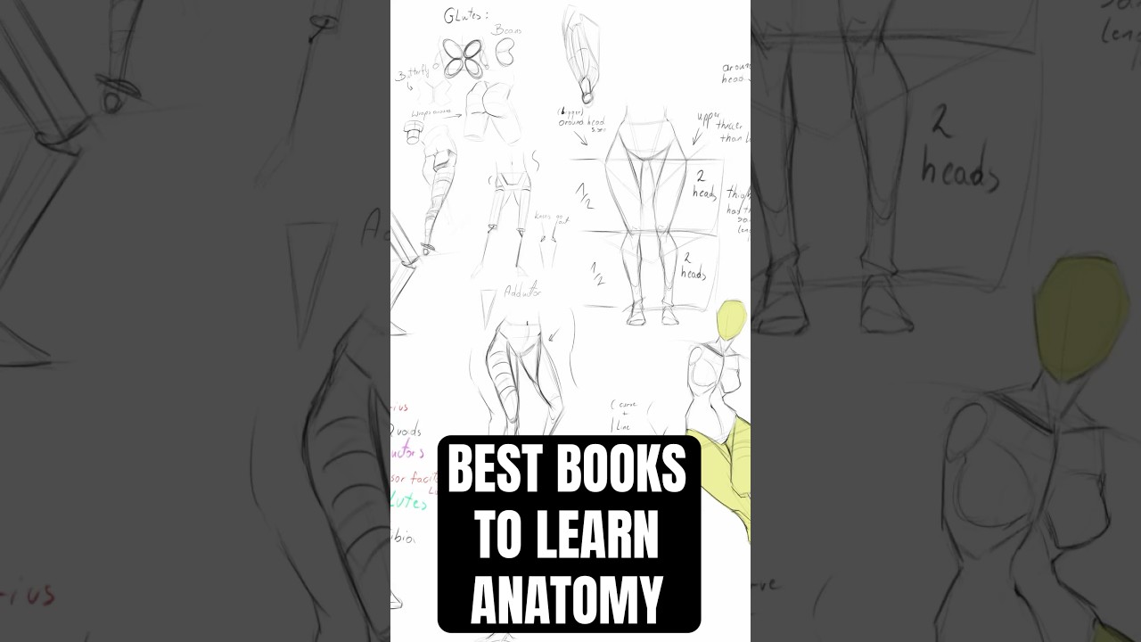 3 BEST Book to Learn to Draw Anatomy!!