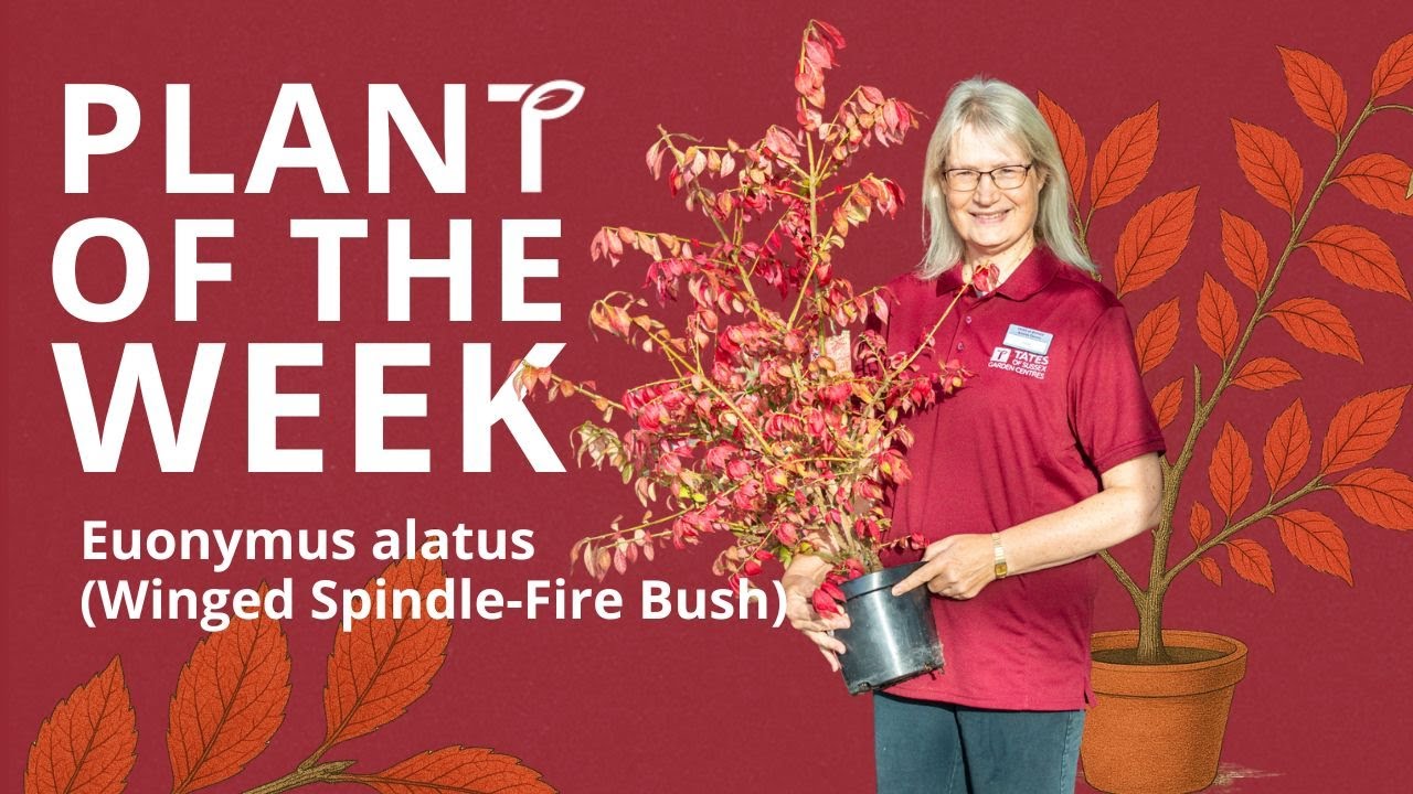 Euonymus alatus (Winged Spindle / Fire Bush)