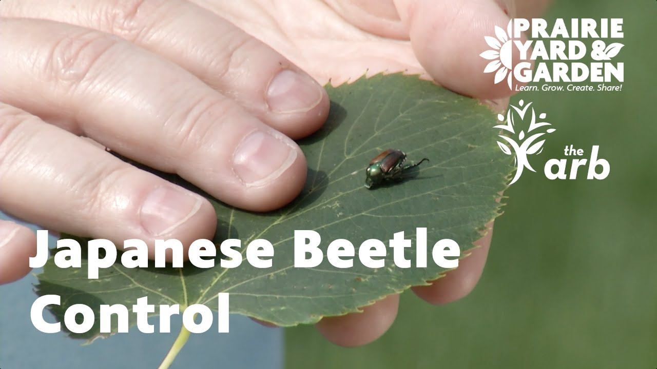 Japanese Beetle Control | Ask the Arboretum Experts