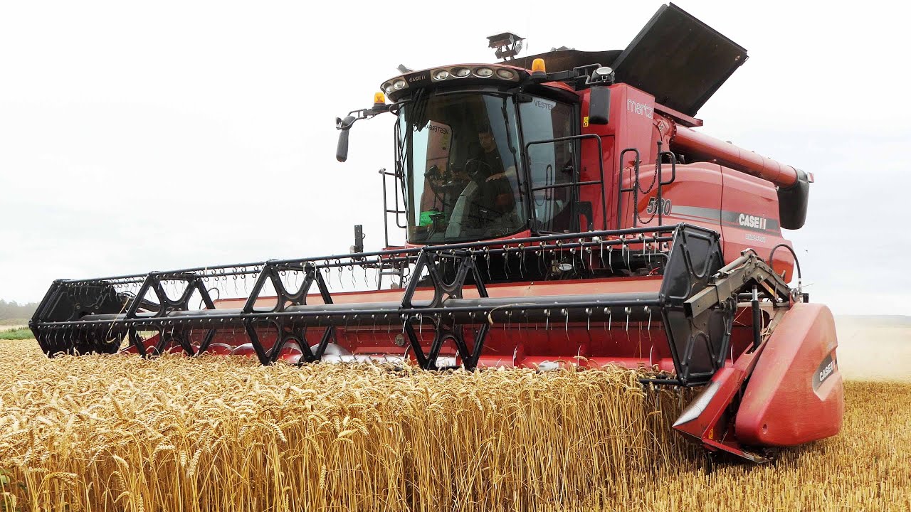 Case IH 5130 Axial-Flow Harvesting Wheat | Wheat Harvest 2025