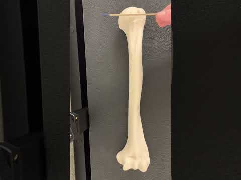 Humerus (Anterior View)