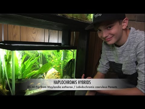 BAP Program - Haplochromis Hybrid (African Cichlids)