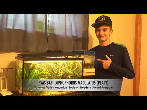 Remembering: First BAP Journal - Fish Breeding - C.A.R.E.