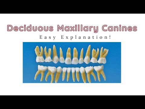 Deciduous Maxillary Canine | Dental Morphology of Primary Maxillary Canines