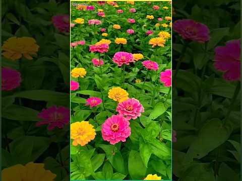 Enjoy the beauty of nature flower#beautiful #flowers #nature #everyone #foryou