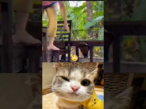 She Thought It Was a Snake⦠But Wait Till You See What It Really Is! #funny #memes #cat