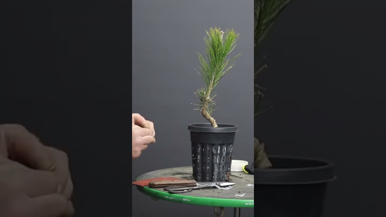 How to perform scion grafting on Japanese black pine #bonsai #terryerasmusbonsai #grafting