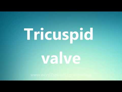 Tricuspid valve - Medical Meaning and Pronunciation