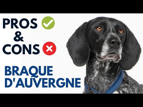 Braque d'Auvergne Pros and Cons | Auvergne pointer Advantages and Disadvantages