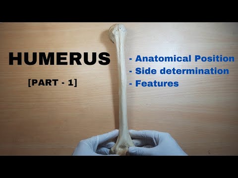 Humerus Bone Anatomy PART 1 || Side determination & Anatomical position || Bones of Upper Limb