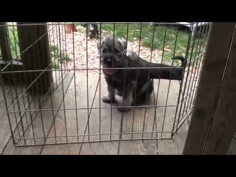 Puppy Riot 01