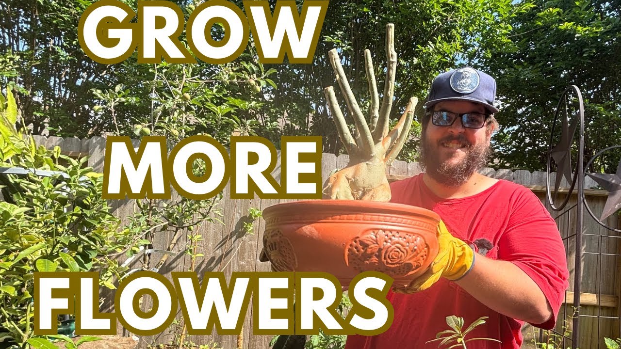 Prune Your Desert Roses, Don’t Be Scared!: You Won't Believe The Results
