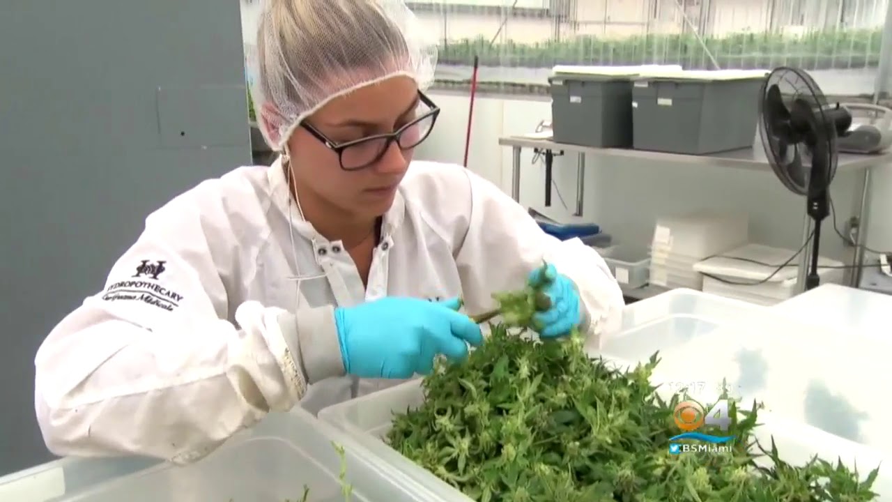 Canada Becomes Second Country In The World To Legalize Recreational Marijuana