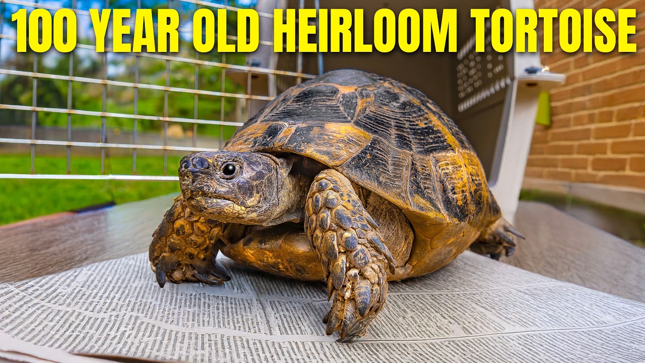 Are These Ancient Family Pets Immortal? This Special Place Is Keeping Them Alive.