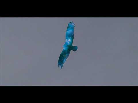BY OUR NATURE - Live Film Score (CSGB)
