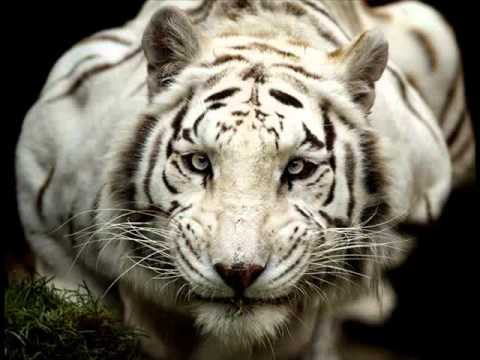 TIGRE BLANCO | wikimal
