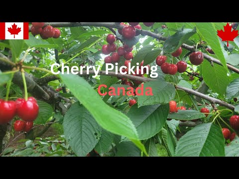 Cherry Picking- Niagra, Ontario, Canada! #cherry #ontario #niagara