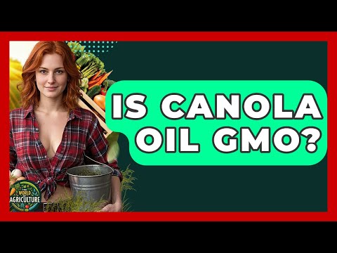 Is Canola Oil GMO? - The World of Agriculture