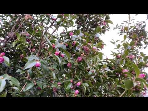 Flower Power of Camellia!