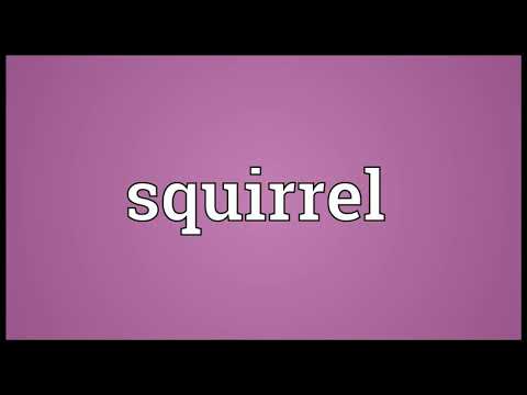 squirrel meaning in English