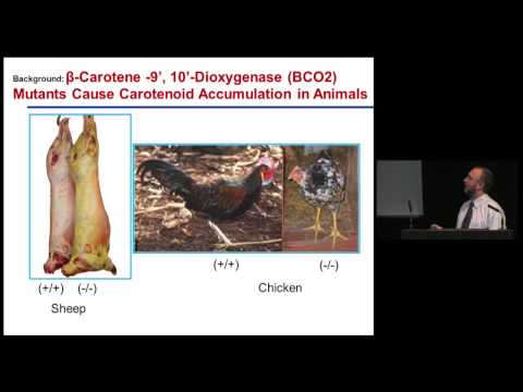"Retinal capture of the macular carotenoids"