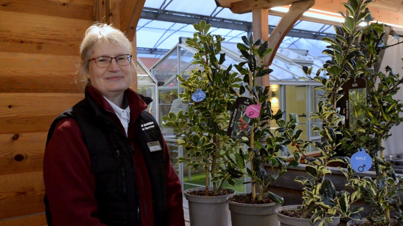 Plant Of The Week - Ilex aquifolium
