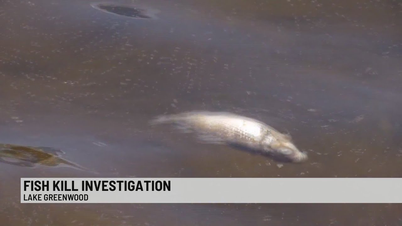 Officials continue investigating Lake Greenwood fish kill