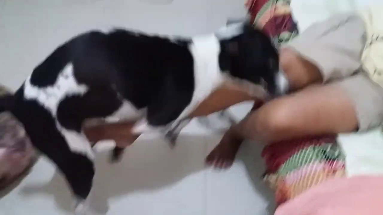 Female Dog humping my leg