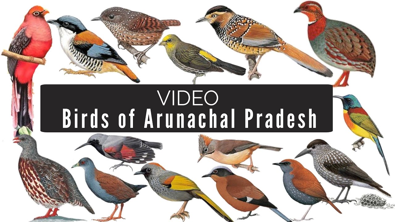 Birds of Arunachal Pradesh- Eastern Himalaya