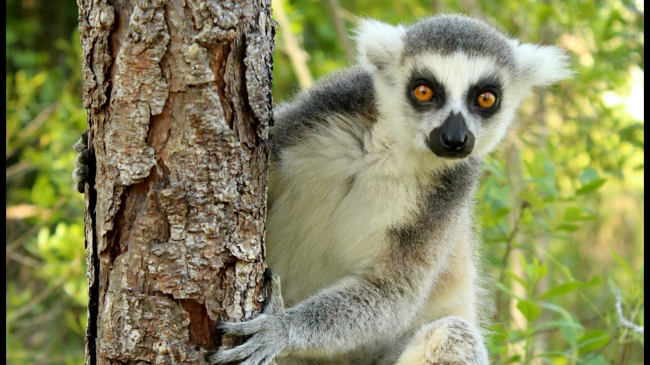 Welcome to the Lemur Conservation Foundation