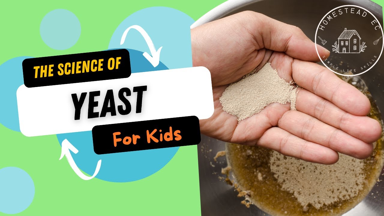 The Science of Yeast | How Yeast Works in Bread-Making