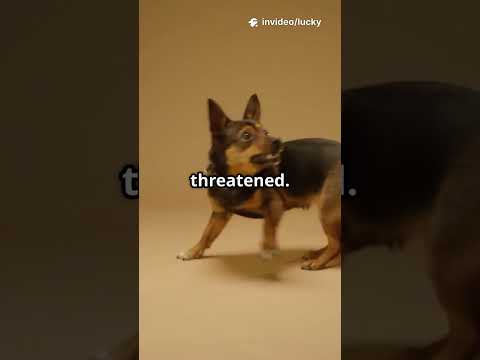 “A Wagging Tail Doesn’t Always Mean a Happy Dog” #shorts #ytshorts #dogs #facts #dogfacts #pets