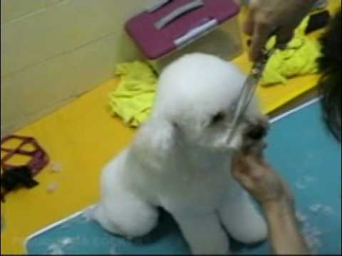 Fotos de corte french poodle - Imagui