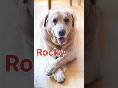AtoZ popular male dog name series:the ultimate series18/26starting with R#dog #pets#dogs#ytshorts