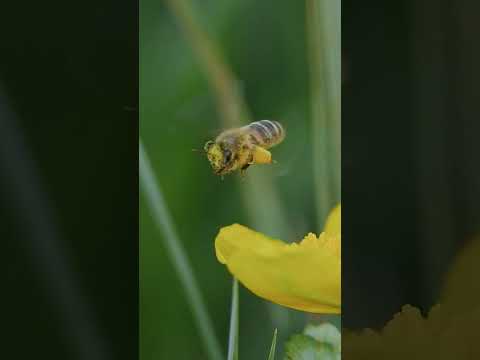 honingbij (Apis mellifera)