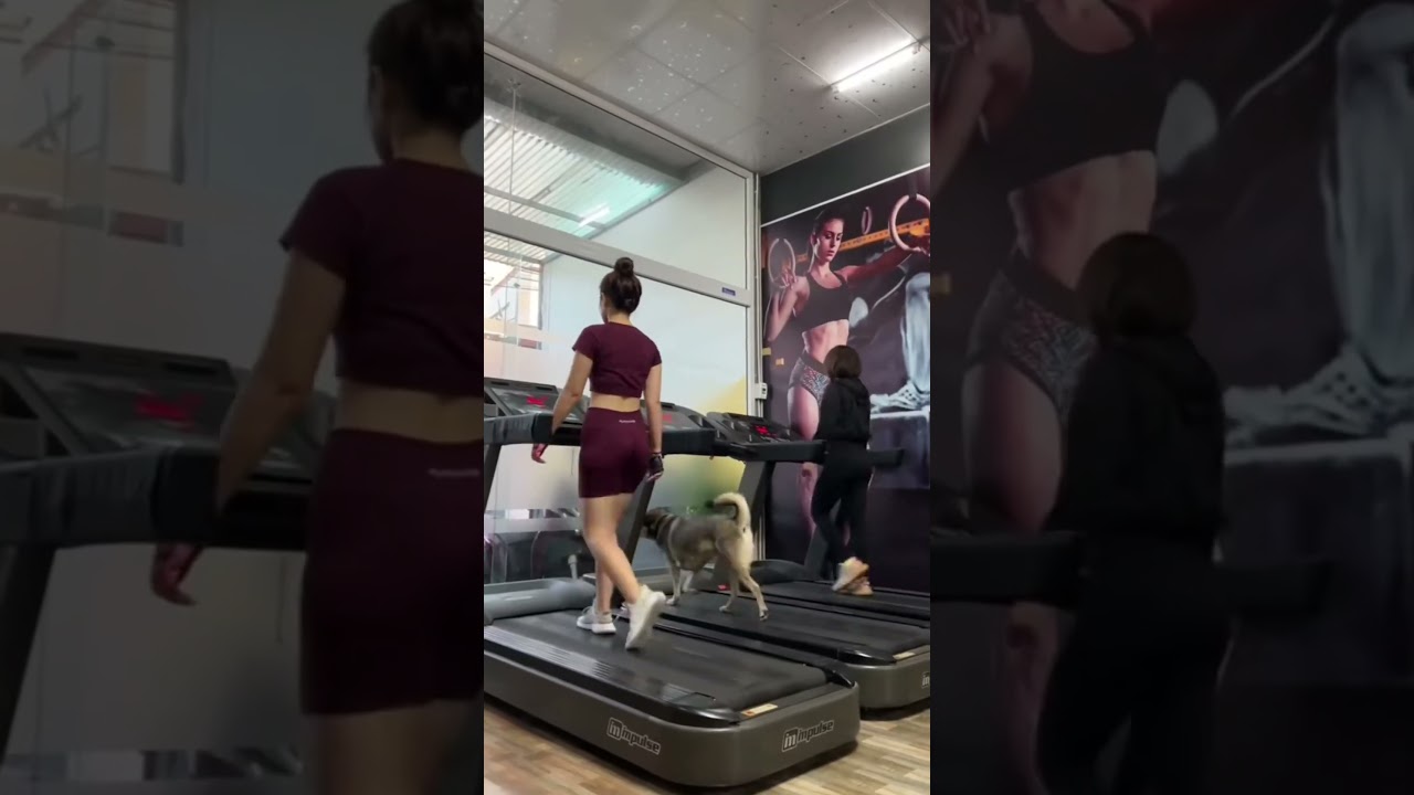 jogging 8 hours a day without losing any kilos #dog #cute #pets #shorts