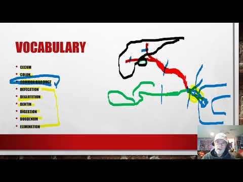 Gastrointestinal Digestive system 2 vocabulary