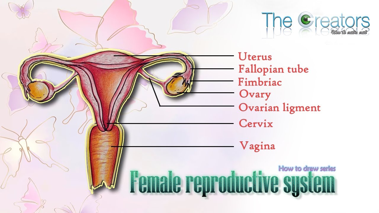 How to draw female reproduction system step by step for beginners