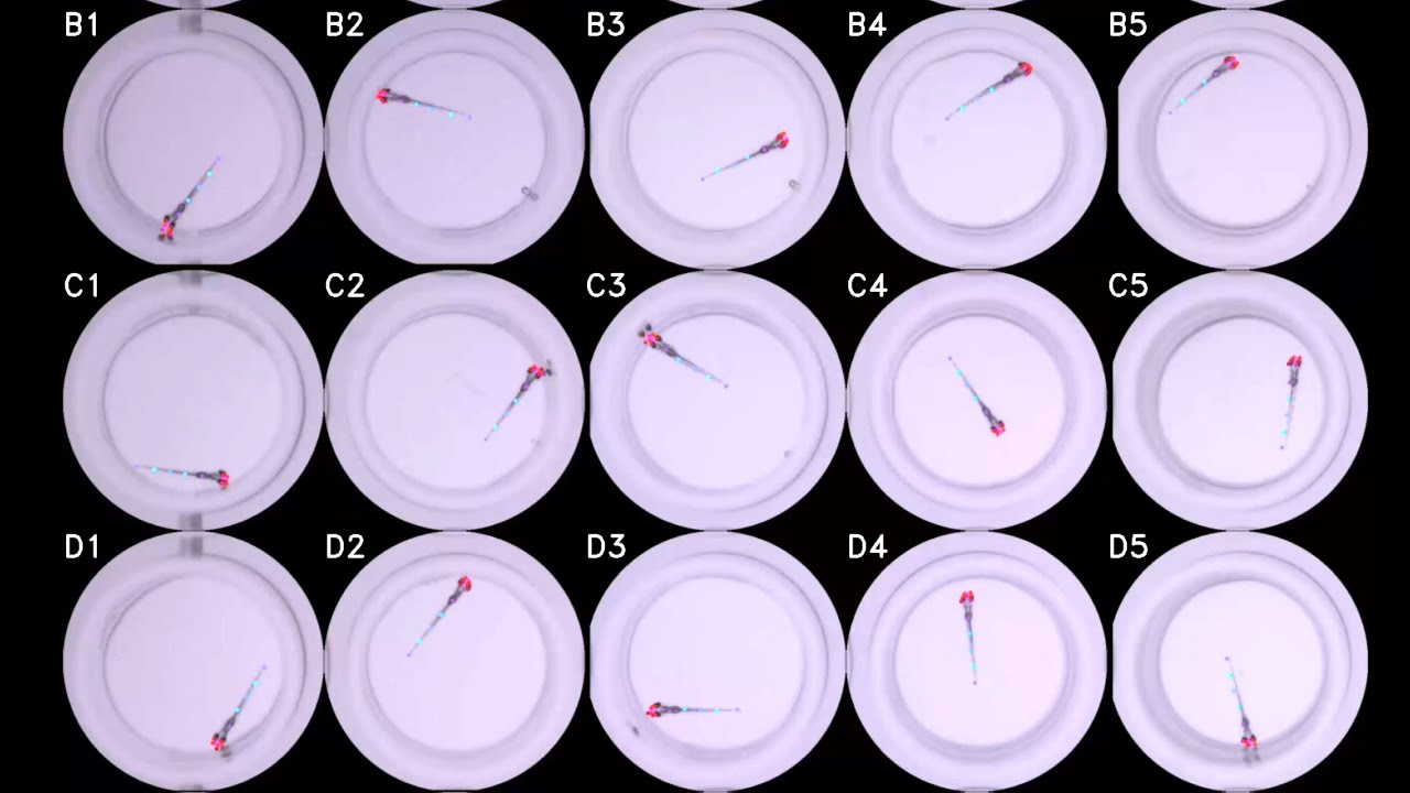 Automated pose and eye tracking with the multi-camera array microscope
