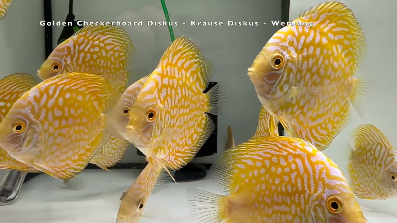 Golden Checkerboard Krause Diskus