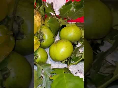 Fresh tropical fruits in Florida.