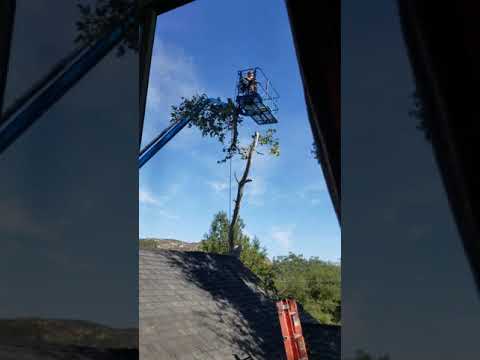 Green Planet Tree Service