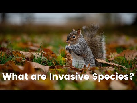 What are Invasive Species?