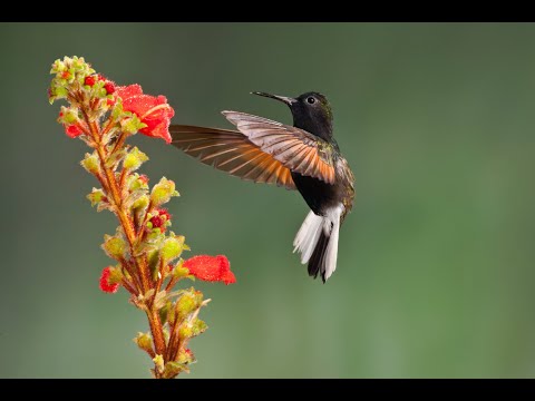 Hummingbird Meaning